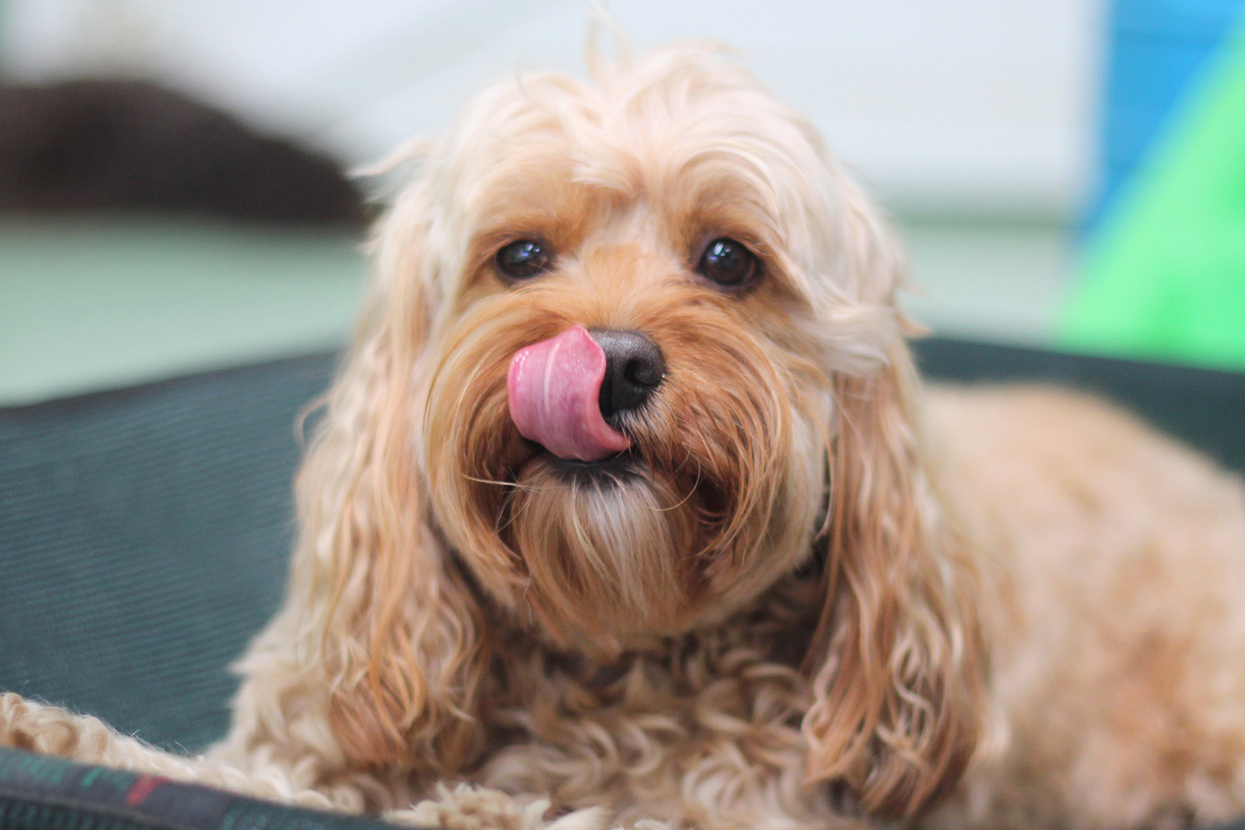 diggiddydoggydaycare – coz dogs digg it!